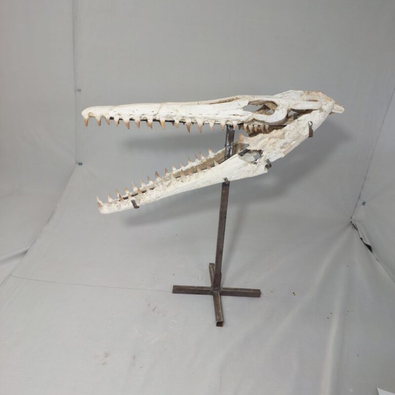 Mosasaurus Skulls | Original Fossils for Sale