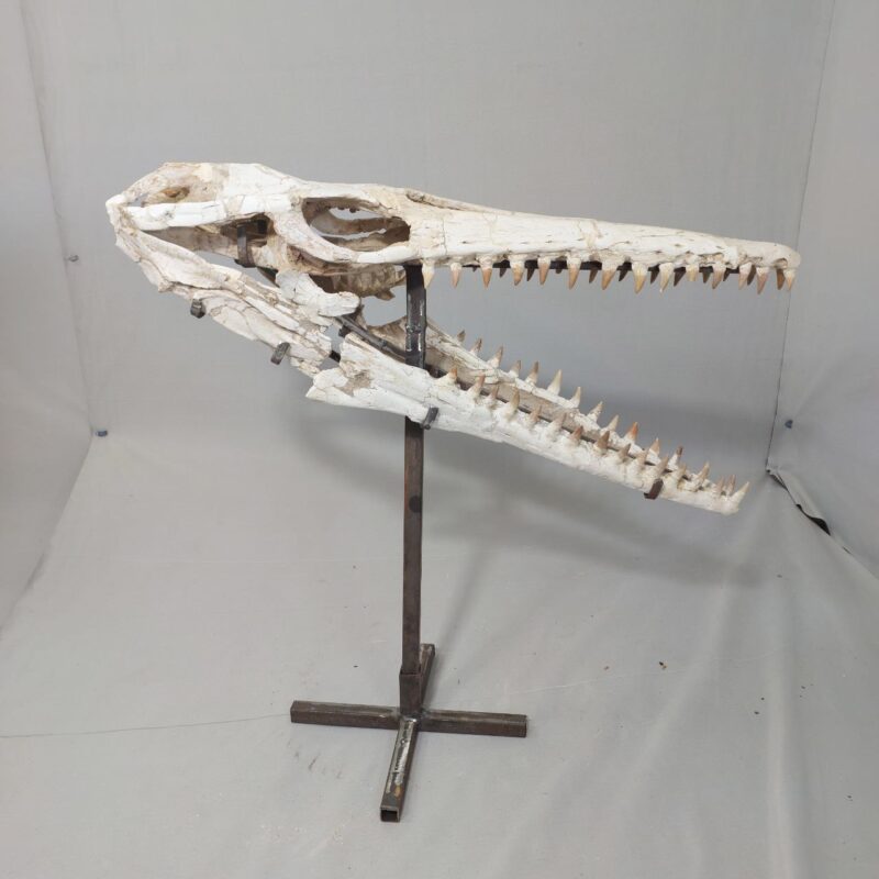 Top Rare Platecarpus Skull original Huge Fossilized Mosasaurus ...