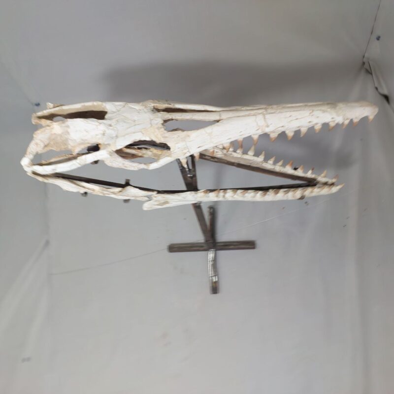 Top Rare Platecarpus Skull original Huge Fossilized Mosasaurus ...