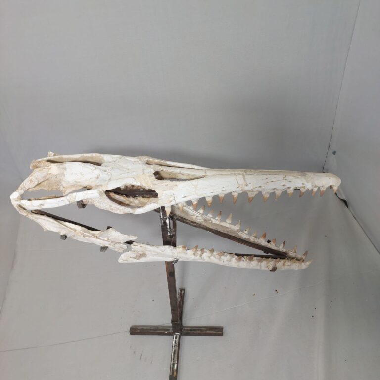 Top Rare Platecarpus Skull original Huge Fossilized Mosasaurus ...