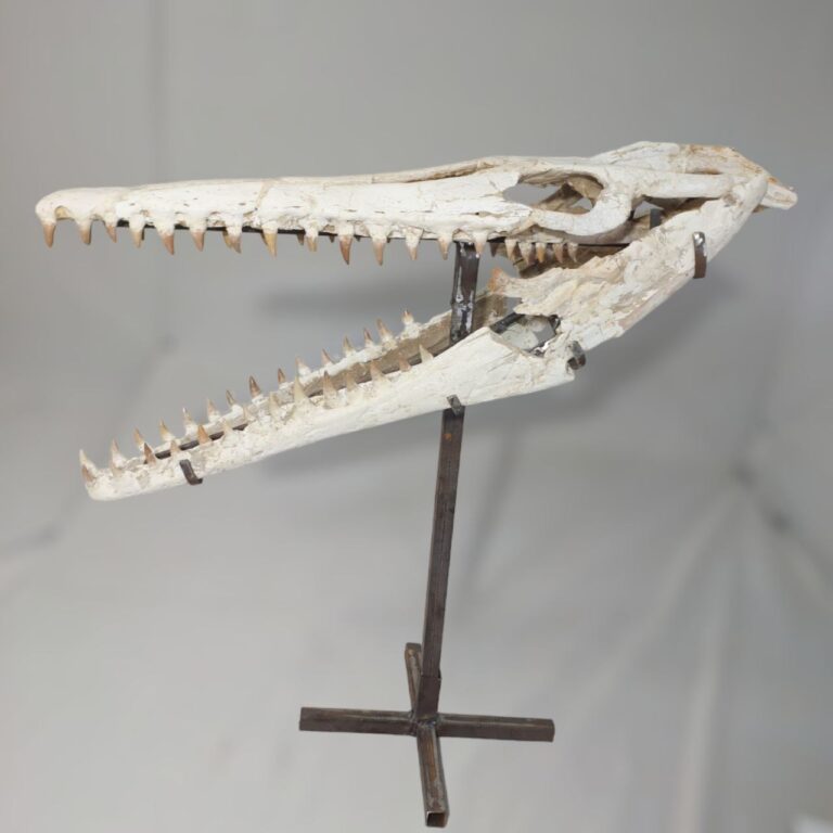 Monster Mosasaur Skeleton museum Quality Fossils Paleontology | FossilPaleo