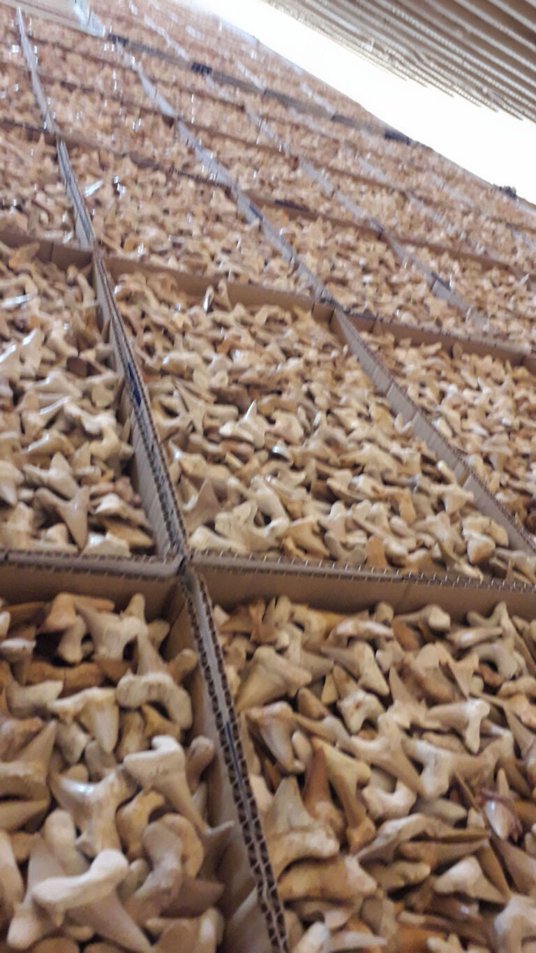 100 PC's Fossil Shark Otodus Obliquus teeth Medium - Bulk Fossil ...