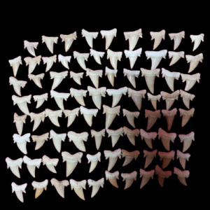 Fossil Bulk ENCHODUS LIBYCUS teeth Wholesale Fossils | FossilPaleo