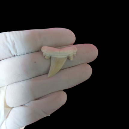 100 pc's Fossil Shark Otodus Cretolamna aschersoni teeth - Bulk Fossil ...