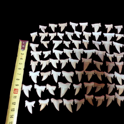 100 pc's Fossil Shark Otodus Cretolamna aschersoni teeth - Bulk Fossil ...