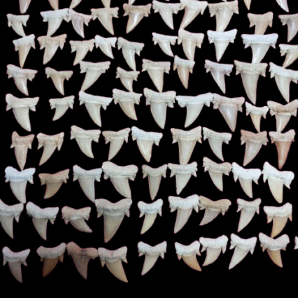 100 pc's Fossil Shark Otodus Cretolamna aschersoni teeth - Bulk Fossil ...
