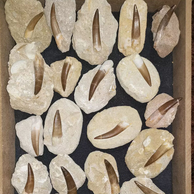 100 PC's Fossil Bulk ENCHODUS LIBYCUS teeth Wholesale Fossils | FossilPaleo