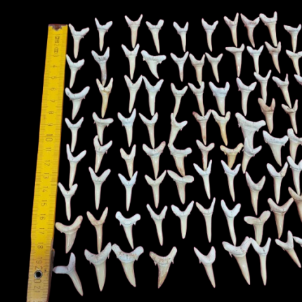 100 PC's Fossil Shark STRIATOLAMIA teeth - Bulk Fossil Wholesale ...