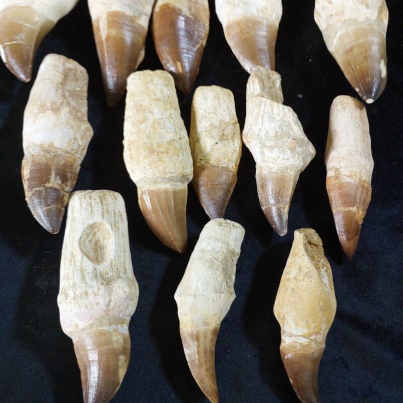 Bulk Fossil HUGE Mosasaur Teeth 2-2.4 inch BEST OFFER | FossilPaleo
