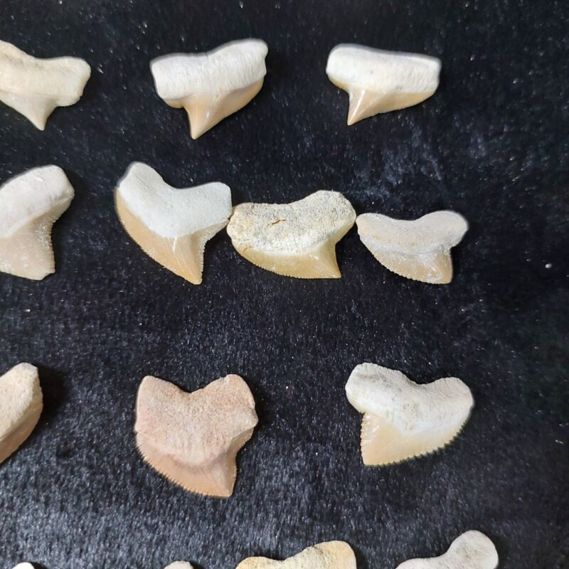 100 Fossil Shark SQUALICORAX KAUPI Pathological teeth - Bulk Fossil ...