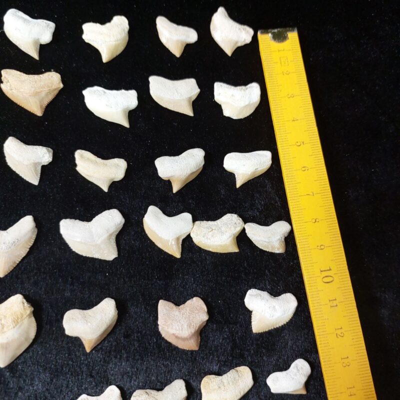 100 Fossil Shark SQUALICORAX KAUPI Pathological teeth - Bulk Fossil ...