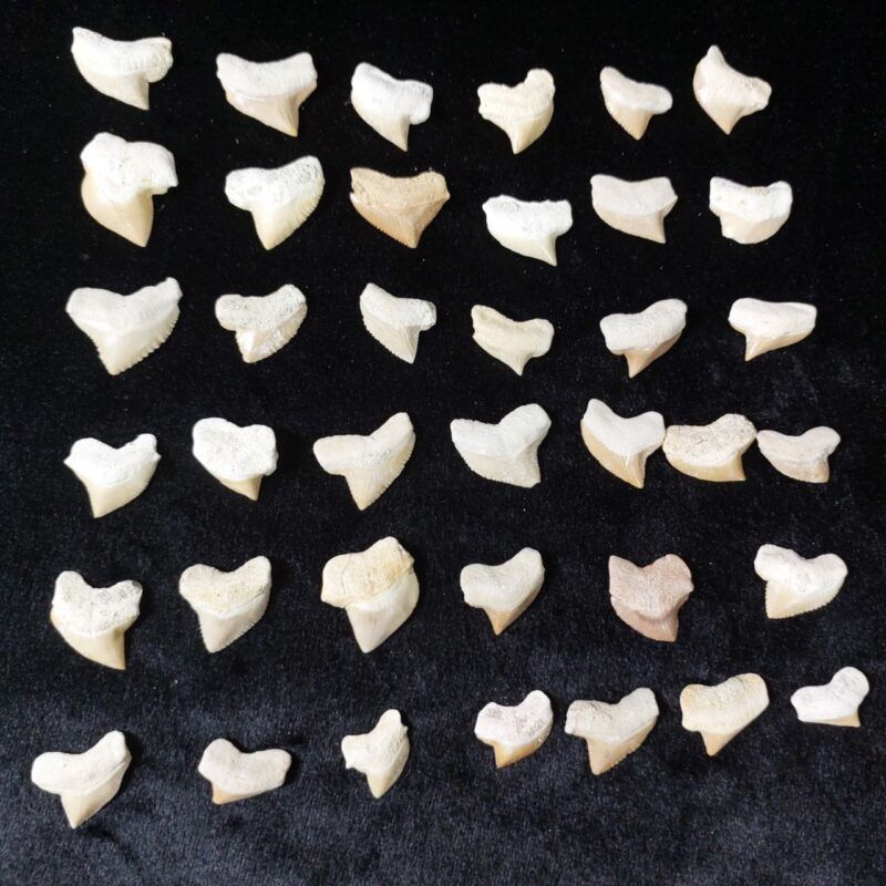 100 Fossil Shark SQUALICORAX KAUPI Pathological teeth - Bulk Fossil ...