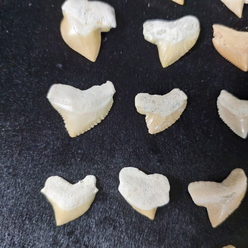 100 Fossil Shark SQUALICORAX KAUPI Pathological teeth - Bulk Fossil ...