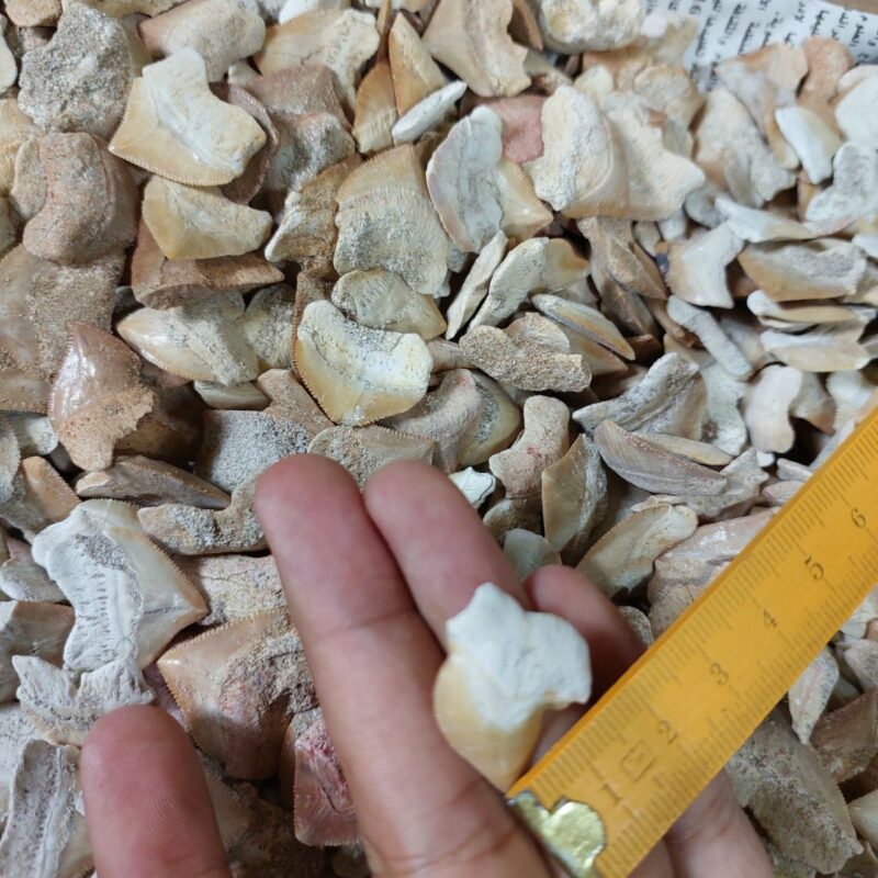 100 Fossil Shark SQUALICORAX KAUPI Pathological teeth - Bulk Fossil ...