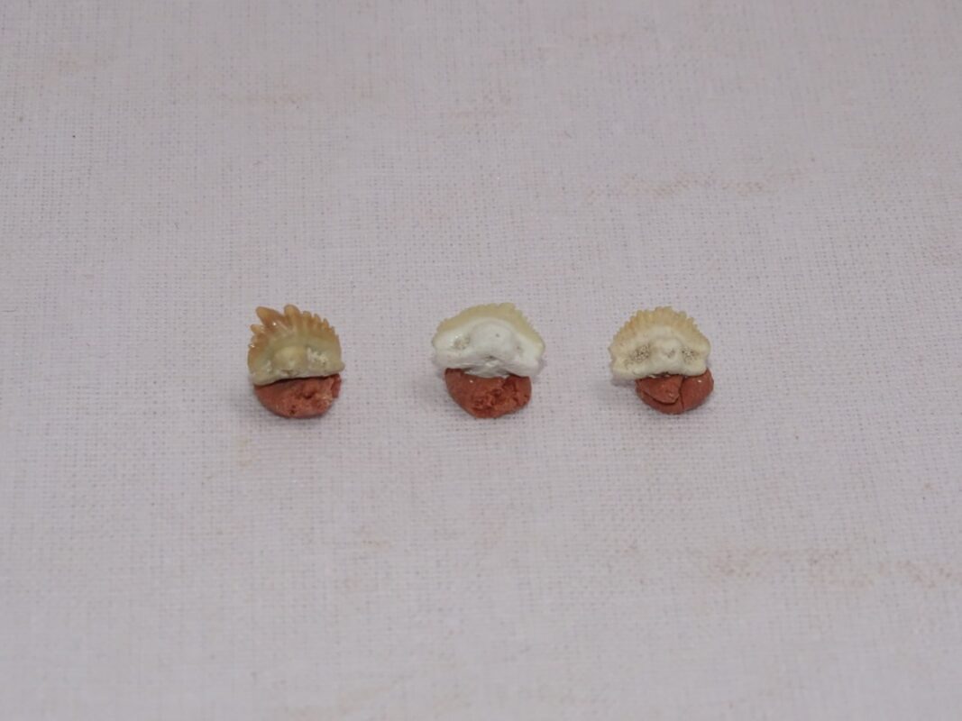 100 Fossil Shark Ginglymostoma NURSE shark.s teeth - Bulk Fossil ...