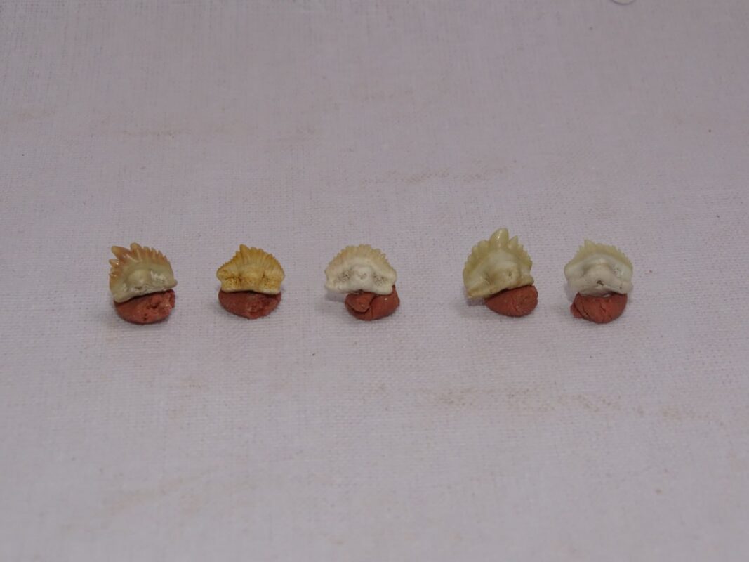 Fossil Shark Ginglymostoma NURSE shark.s teeth - Bulk Fossil | FossilPaleo