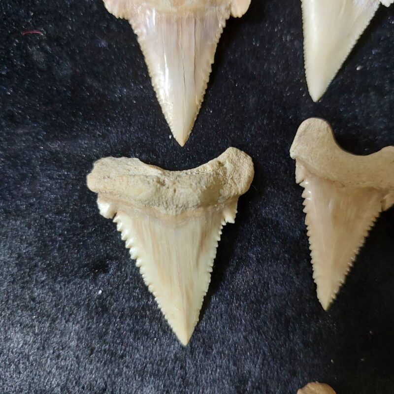 Fossil Shark PALEOCARCHARODON teeth - Bulk Fossil | FossilPaleo