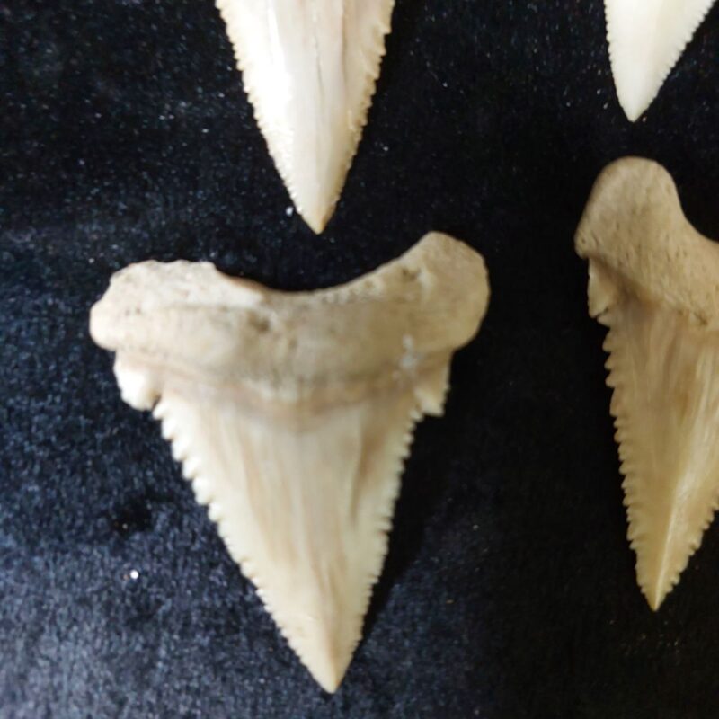 Fossil Shark PALEOCARCHARODON teeth - Bulk Fossil | FossilPaleo