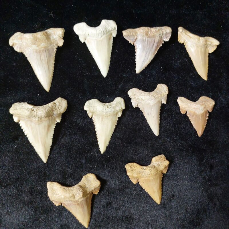 Fossil Shark PALEOCARCHARODON teeth - Bulk Fossil | FossilPaleo