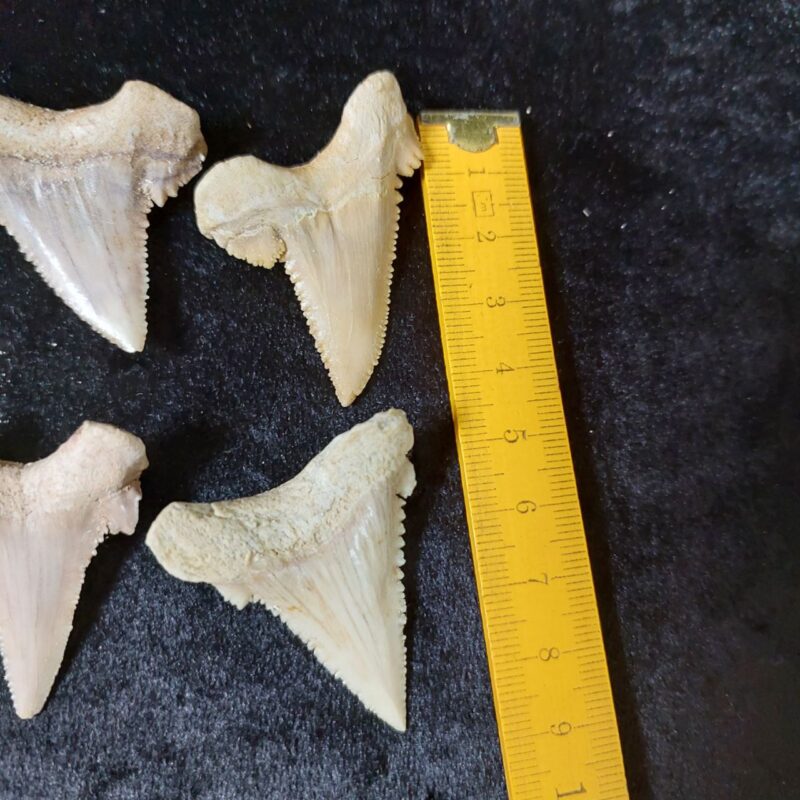 Fossil Shark PALEOCARCHARODON teeth - Bulk Fossil | FossilPaleo