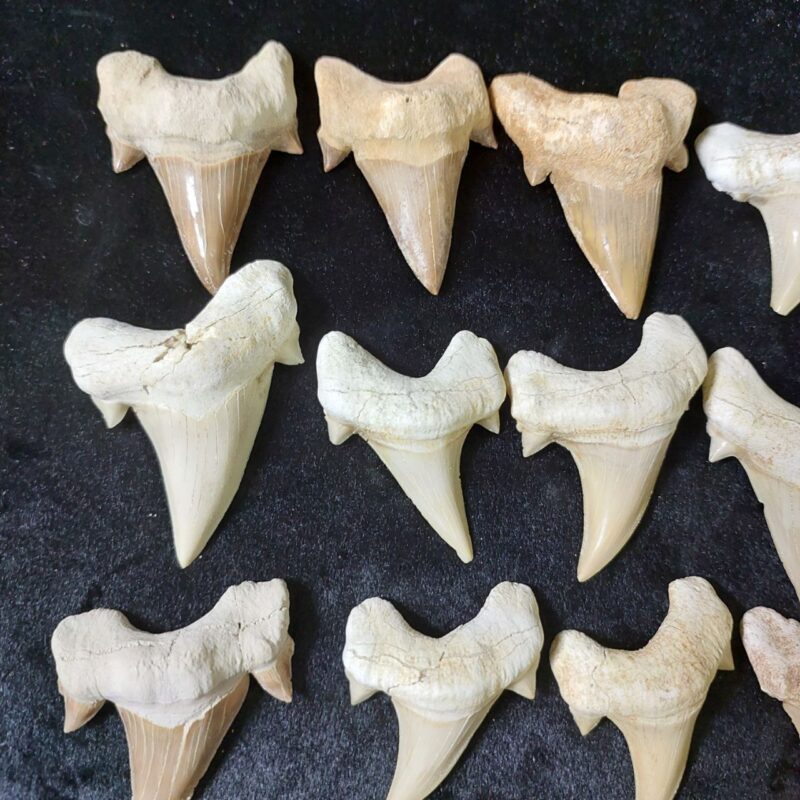 100 PC's Fossil Shark Otodus Obliquus teeth Medium - Bulk Fossil ...