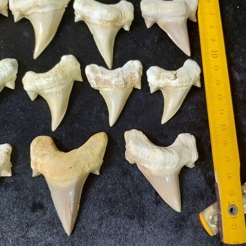 100 PC's Fossil Shark Otodus Obliquus teeth Medium - Bulk Fossil ...
