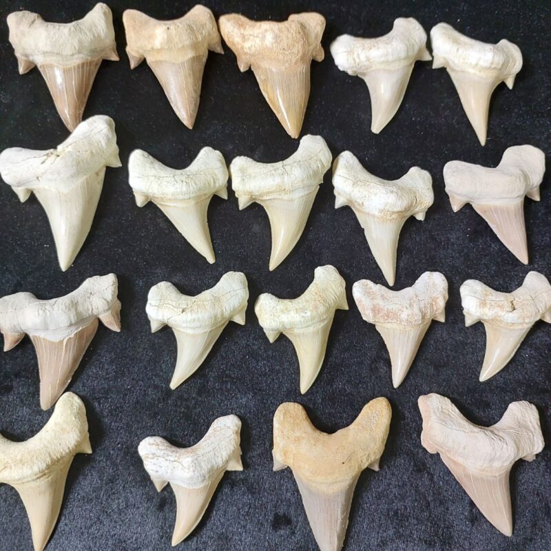 100 PC's Fossil Shark Otodus Obliquus teeth Medium - Bulk Fossil ...