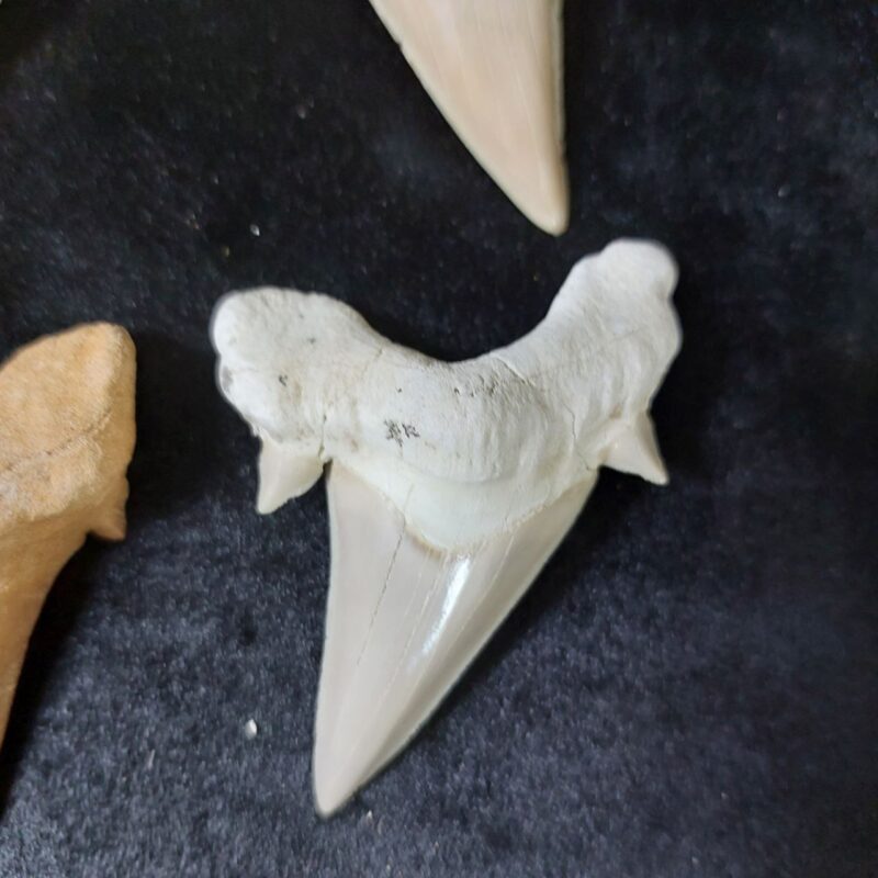 100 PC's Fossil Shark Otodus Obliquus teeth Medium - Bulk Fossil ...
