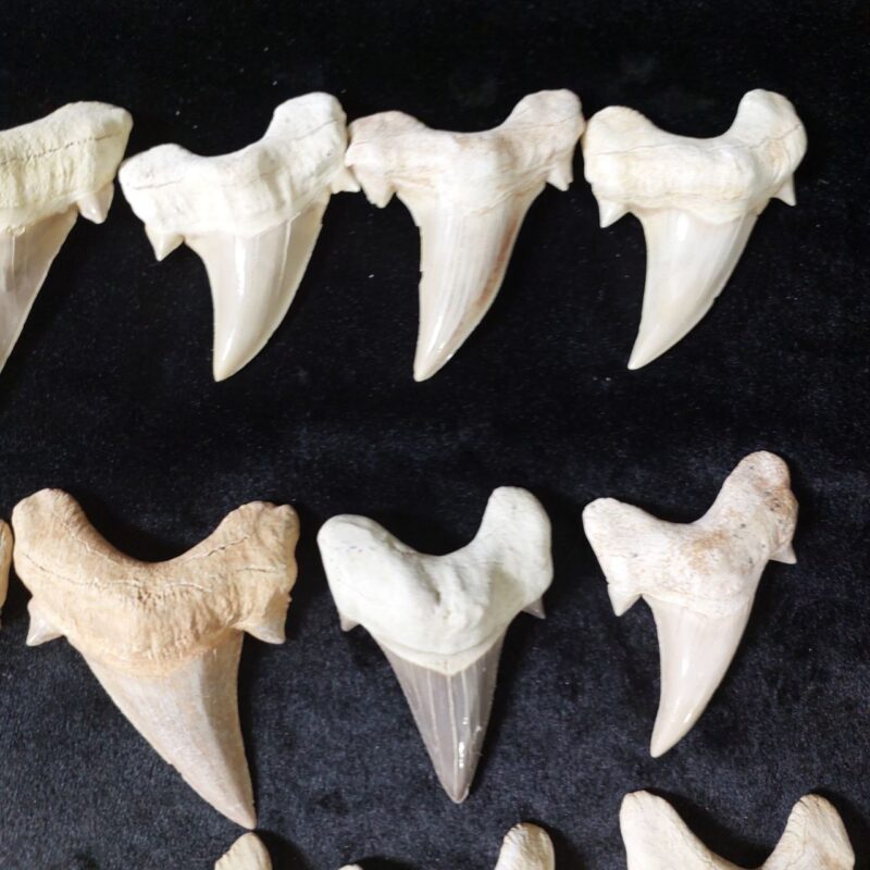 Fossil Shark Otodus Obliquus teeth Medium - Bulk Fossil | FossilPaleo