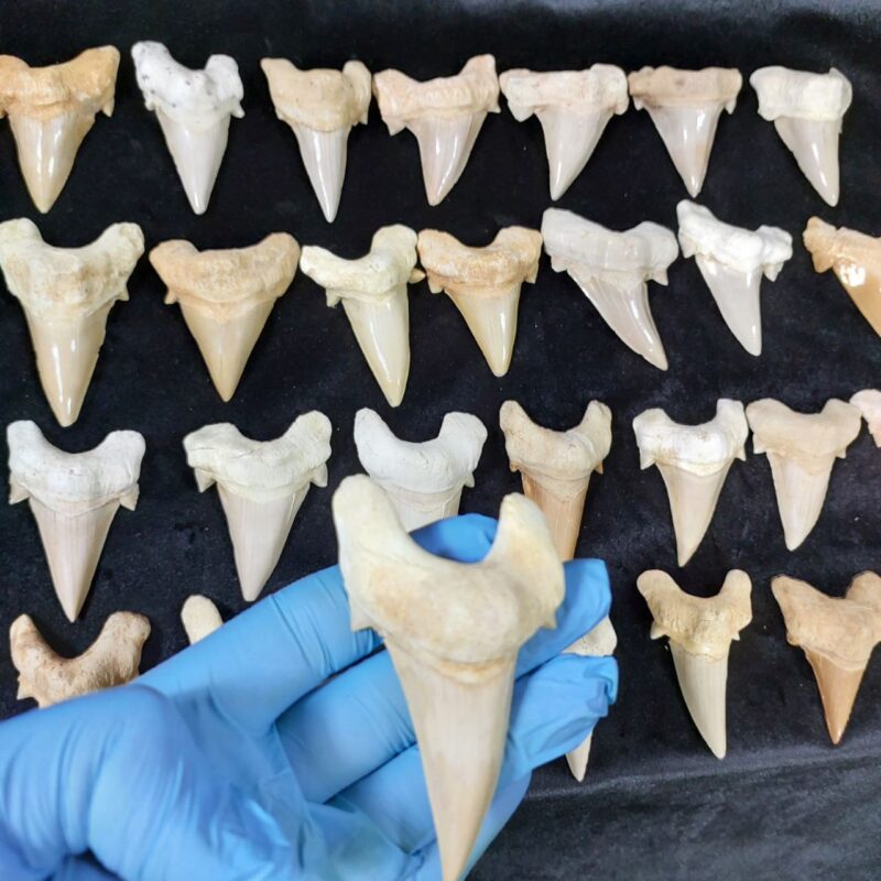 Fossil Bulk ENCHODUS LIBYCUS teeth Wholesale Fossils | FossilPaleo