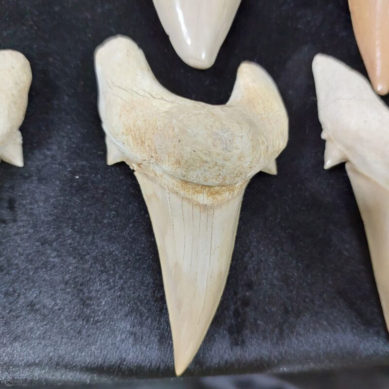 Fossil Shark Huge Otodus Obliquus teeth - Bulk Fossil | FossilPaleo