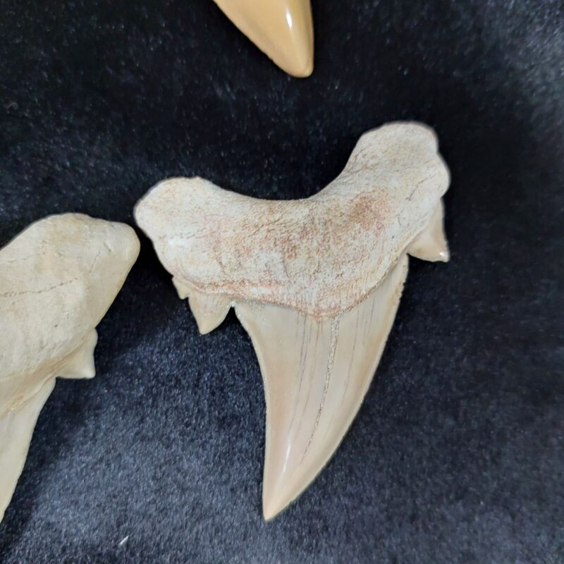 Fossil Shark Huge Otodus Obliquus teeth - Bulk Fossil | FossilPaleo