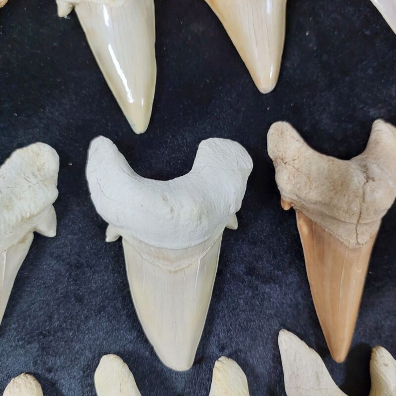 Fossil Shark Huge Otodus Obliquus teeth - Bulk Fossil | FossilPaleo