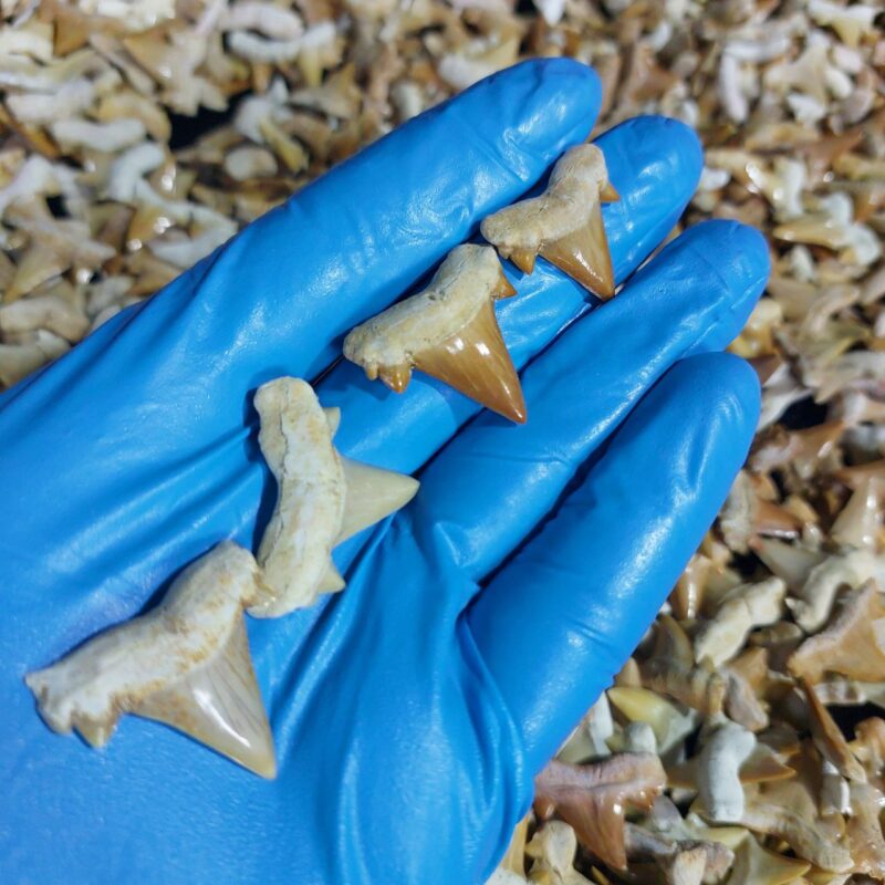 Fossil Shark Otodus (Serratolamna) teeth - Bulk Fossil | FossilPaleo