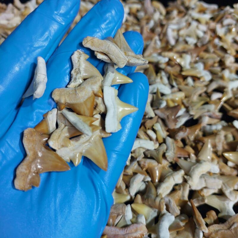 Fossil Shark Otodus (Serratolamna) teeth - Bulk Fossil | FossilPaleo