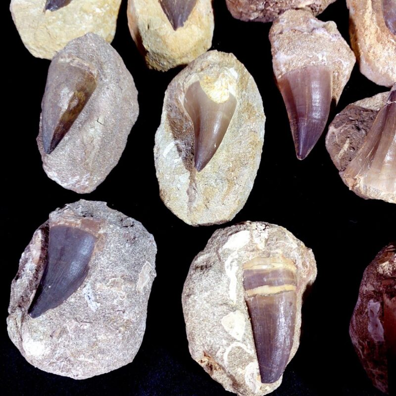 Bulk Fossil HUGE Mosasaur Teeth 2-2.4 inch BEST OFFER | FossilPaleo