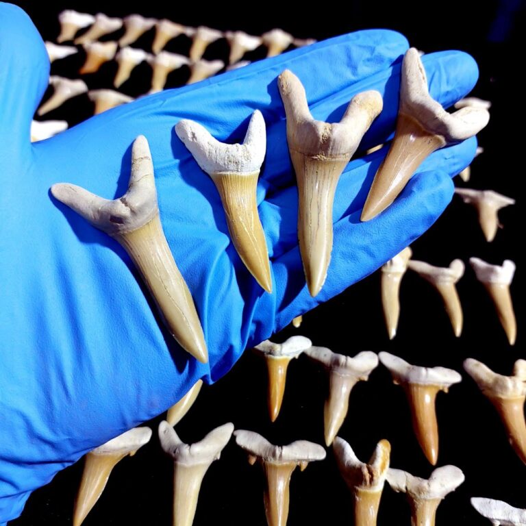 Fossil | FossilPaleo