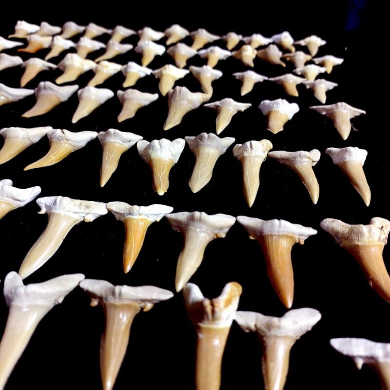 Fossil Shark HUGE Scapanorhynchus teeth 1.6" - 2.4" - Bulk Fossil ...
