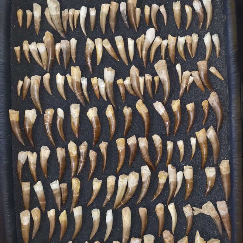 100 PC's Fossil Bulk ENCHODUS LIBYCUS teeth Wholesale Fossils | FossilPaleo