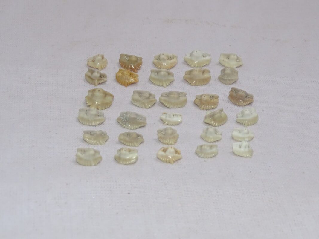 100 Fossil Shark Ginglymostoma NURSE shark.s teeth - Bulk Fossil ...