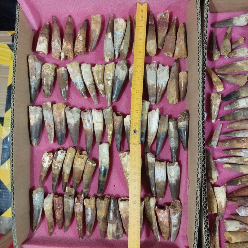 Dinosaur Fossil Bulk Spinosaurus teeth KEM KEM | FossilPaleo