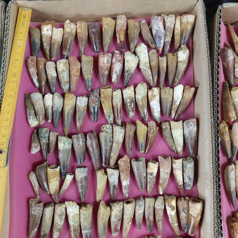 Dinosaur Fossil Bulk Spinosaurus teeth KEM KEM | FossilPaleo