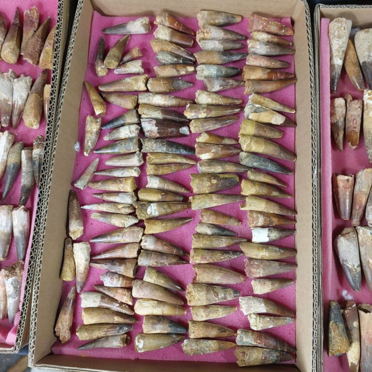 Dinosaur Fossil Bulk Spinosaurus teeth KEM KEM | FossilPaleo