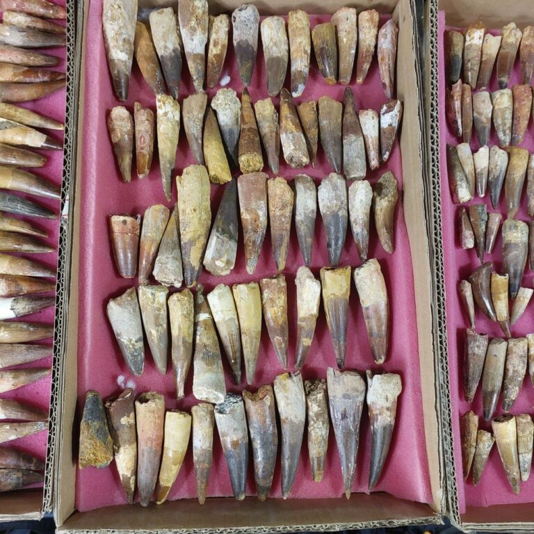 Dinosaur Fossil Bulk Spinosaurus teeth KEM KEM | FossilPaleo