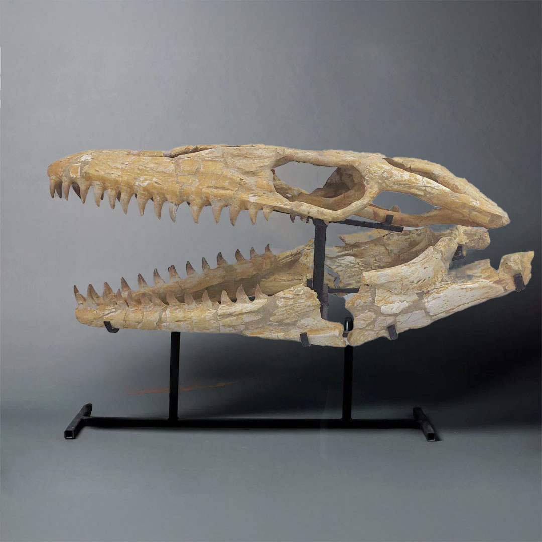 mosasaur Skull 24" Extremly Rare Mosasaurus Bones fossilized | FossilPaleo