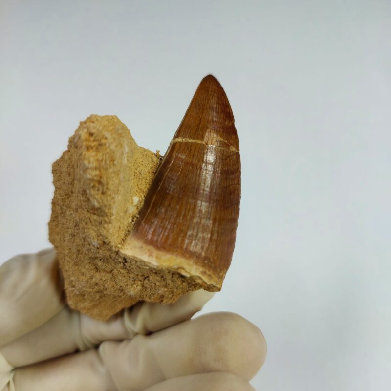 2.3" Rare Mosasaur Tooth Fossil - Ideal for Paleo Enthusiasts | FossilPaleo