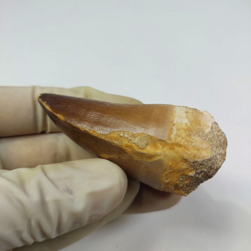 Largest mosasaurus tooth from a huge extinct fossilized mosasaur ...