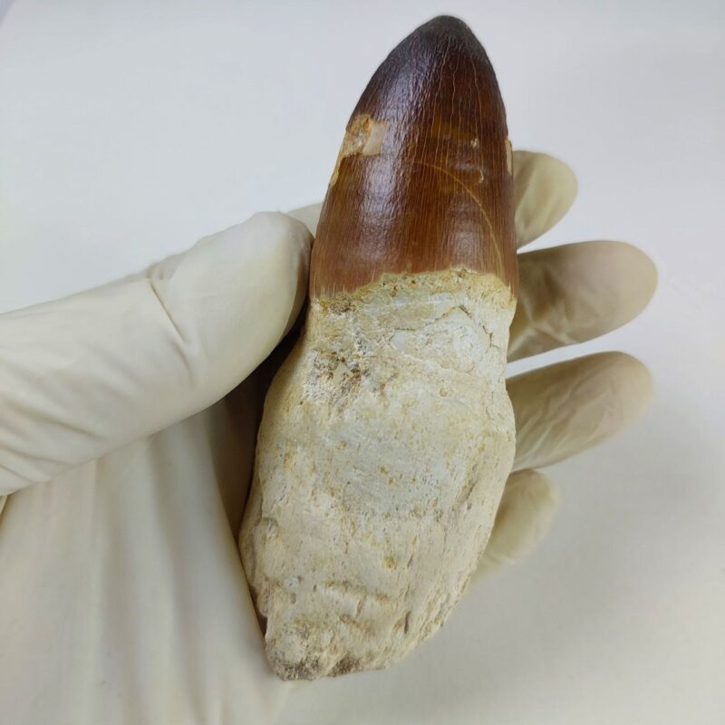 4" RARE Mosasaurus Tooth Rooted jurassic world dinosaurs | FossilPaleo