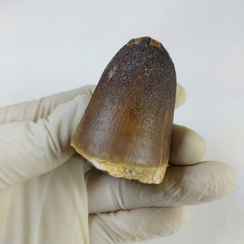 4" RARE Mosasaurus Tooth Rooted jurassic world dinosaurs | FossilPaleo