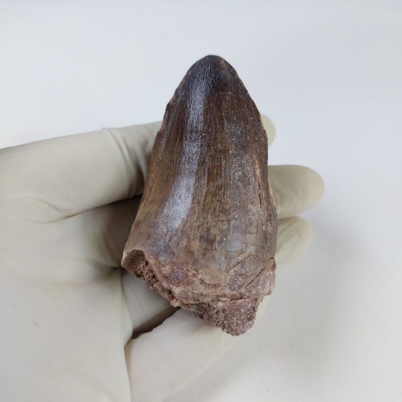 2" Unique Mosasaurus Tooth Specimen for Sale Authentic Fossil | FossilPaleo